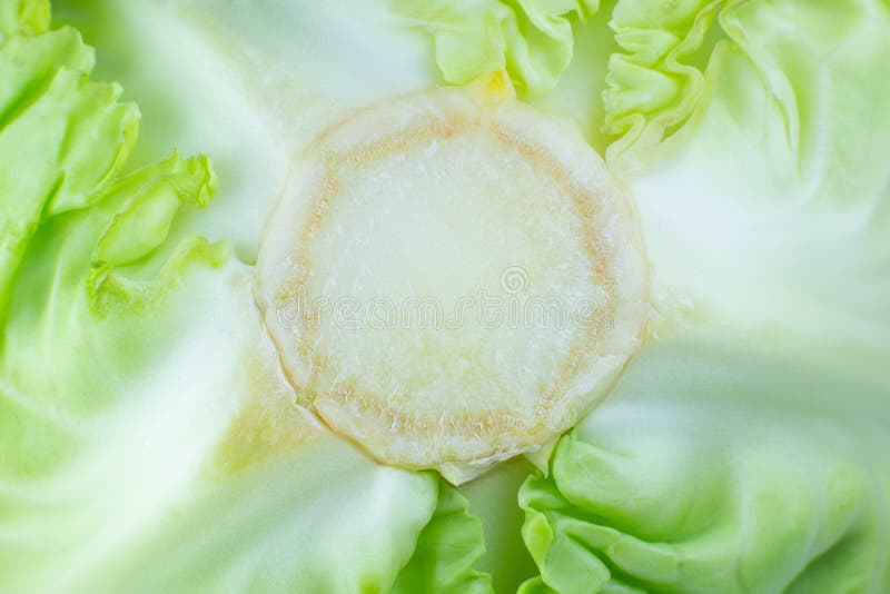 Green Cabbage Texture Background. Close Up Stock Image - Image of ...