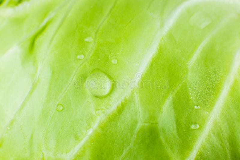Green Cabbage Texture Background. Close Up Stock Image - Image of ...