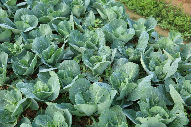 Green Cabbage at Vegetable Garden Stock Image - Image of leaf, crop ...