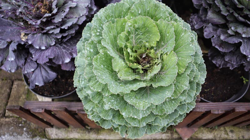 Green Cabbage Vegetable at the Garden. Ornamental Cabbage Stock Photo ...
