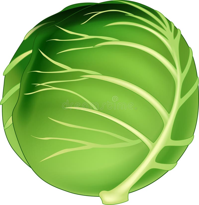 Green Cabbage Vegetable Icon Logo Cartoon Vector Illustration Isolated ...