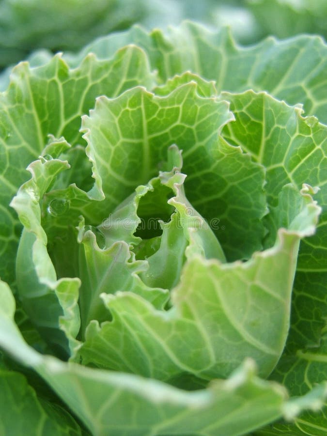 Green cabbage vegetable stock image. Image of macro, statue - 48376837