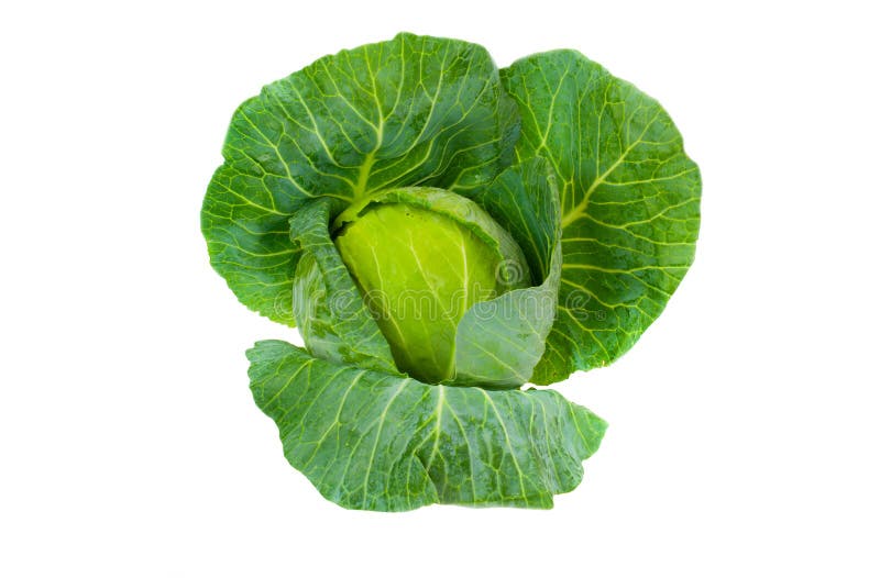 Green Cabbage on White Background Stock Photo - Image of gardening ...