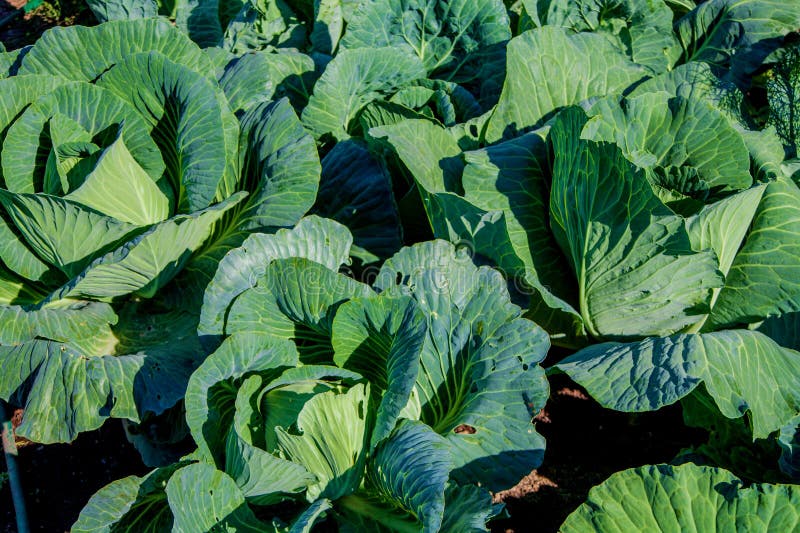 .Green Cabbage. White Cabbage Grows in the Ground on a Collective Farm ...