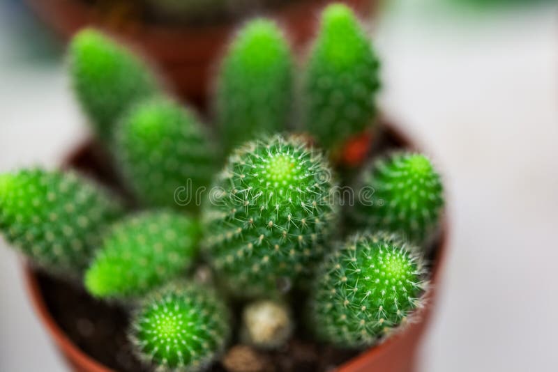Green Cacti in a Pot. View from Above Stock Photo - Image of cactus ...