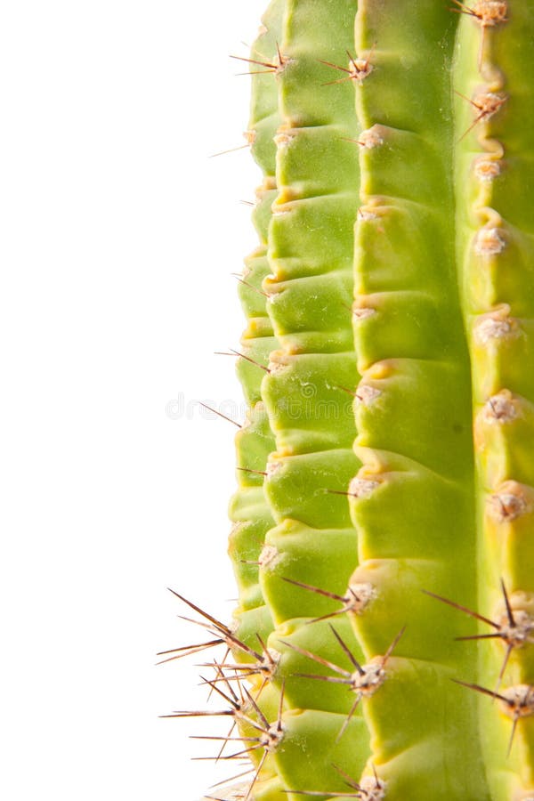 Green cactus stock image. Image of tall, nature, stick - 15148979