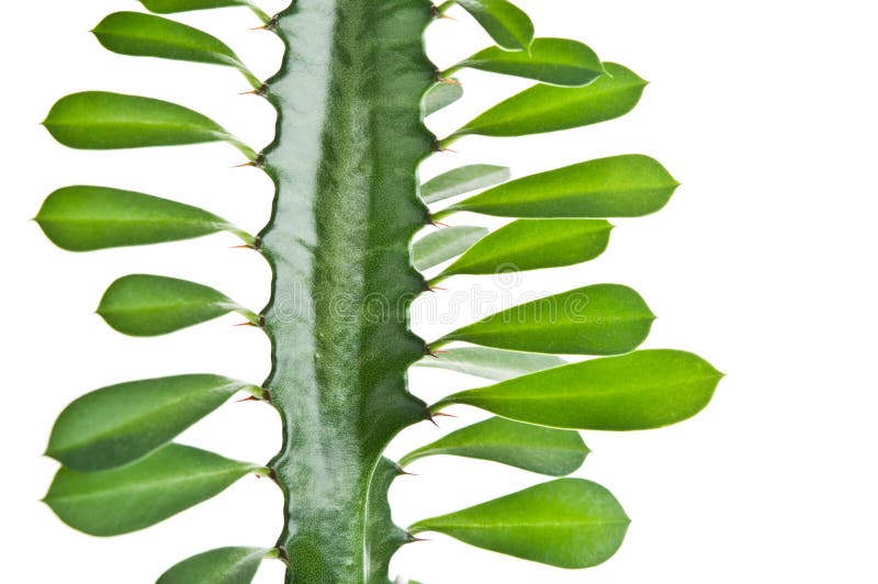 Green cactus stock image. Image of grow, flora, care - 23580653