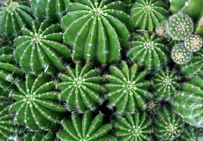 Green cactus, front view stock photo. Image of macro, spiked - 7188872