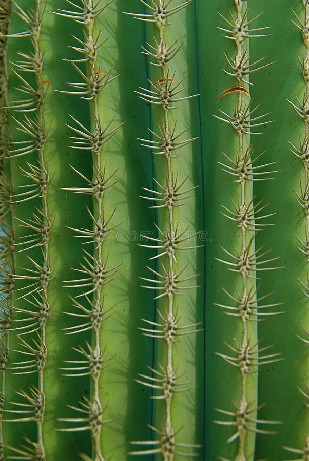 Green cactus plant stock image. Image of medicine, exotic - 24792973