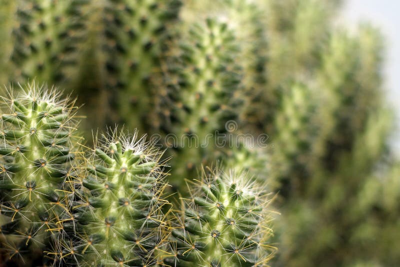 Green cactus stock photo. Image of succulent, background - 138015146