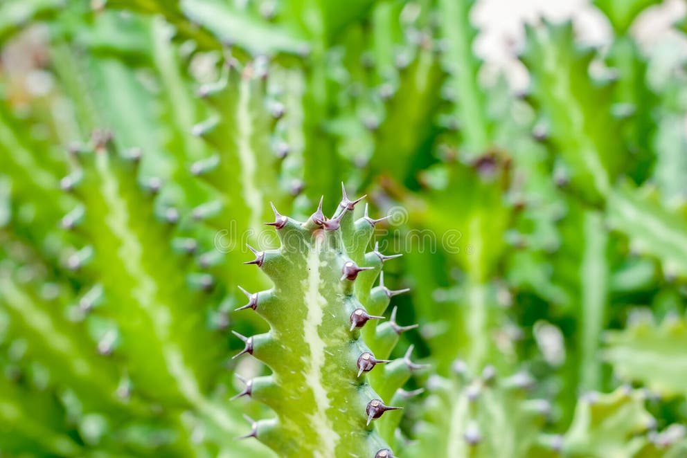 Green cactus background stock image. Image of beautiful - 83998493