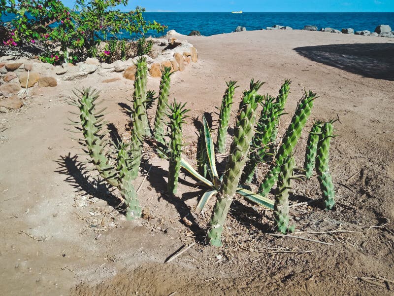 Cactus on the Beach in Lima, Peru Stock Image - Image of holidays ...