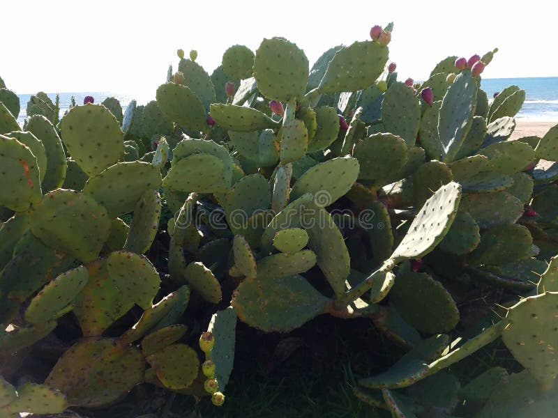 Cactus in a beach stock photo. Image of beach, maritime - 41474822
