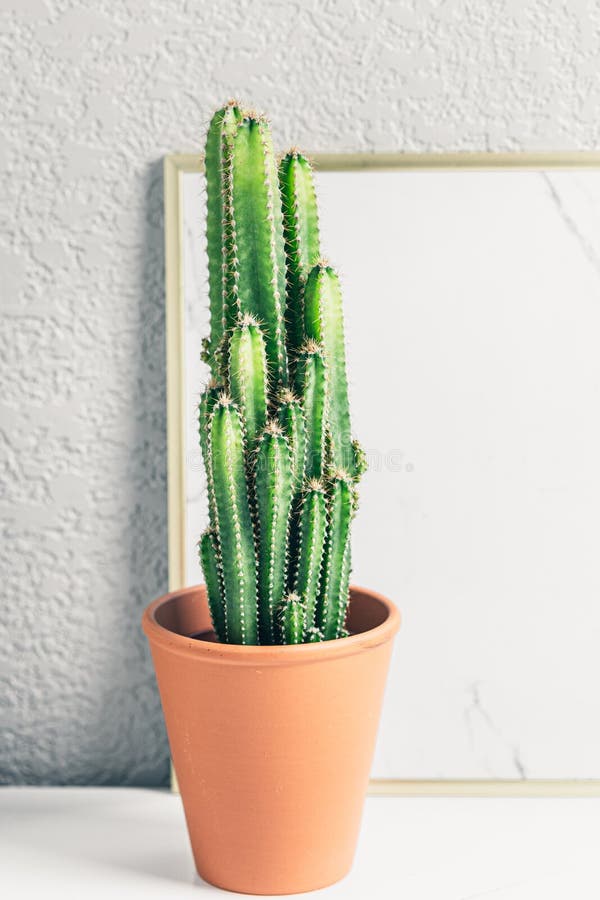 Green Cactus in Ceramic Pot on a Work Desk in White Colors Stock Image ...