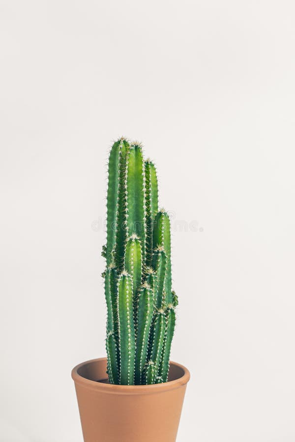 Green Cactus in Ceramic Pot on a Work Desk in White Colors Stock Image ...