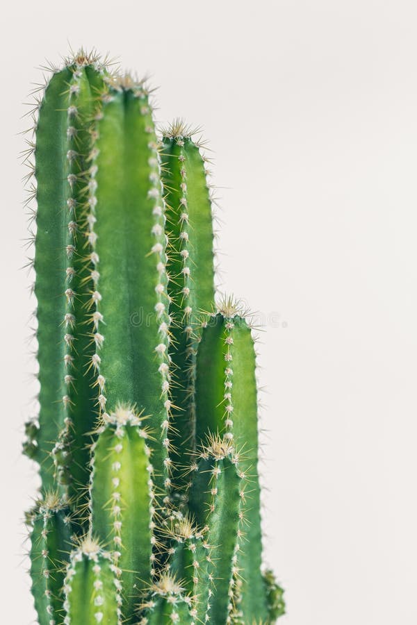 Green Cactus in Ceramic Pot on a Work Desk in White Colors Stock Image ...