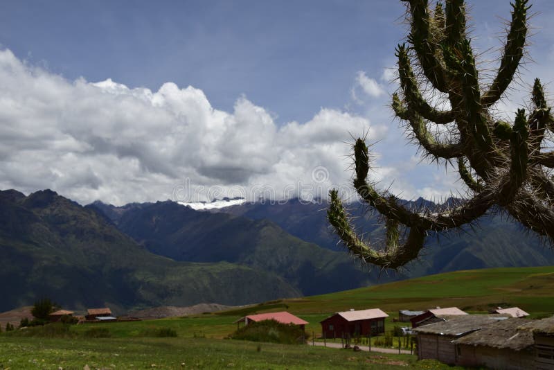Green Cactus Close-up. Moray, Peru Stock Photo - Image of inca, cusco ...