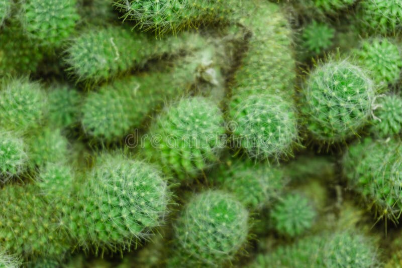 Green Cactus Closeup Background Texture Stock Photo - Image of nature ...