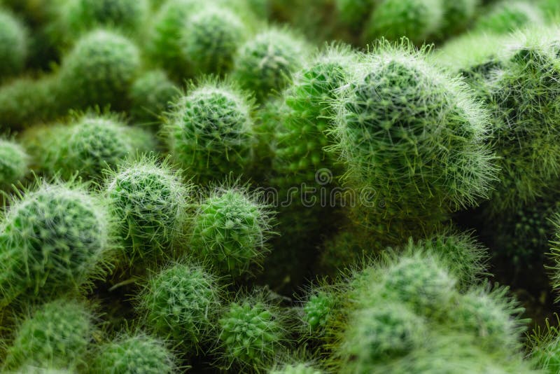 Green Cactus Closeup Background Texture Stock Image - Image of macro ...