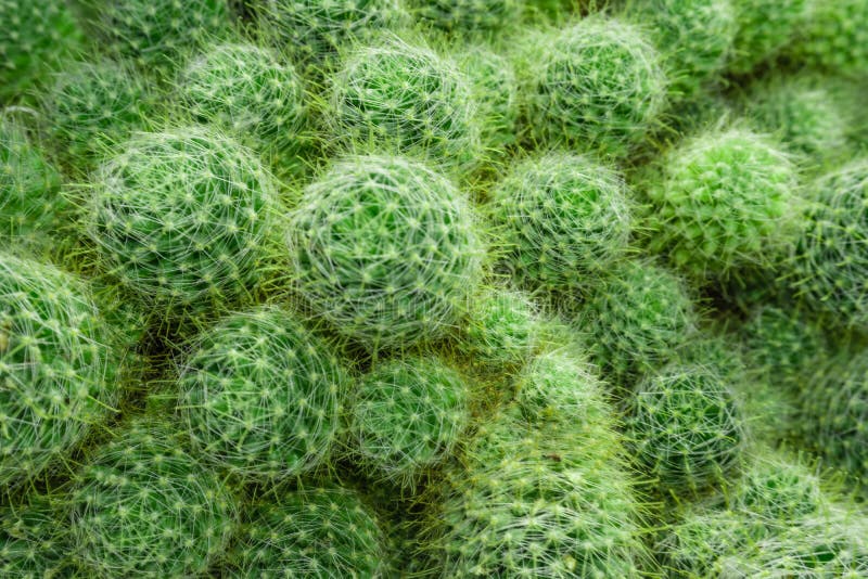 Green Cactus Closeup Background Texture Stock Photo - Image of macro ...
