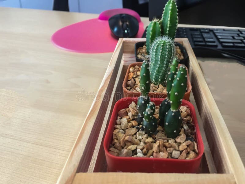 Green Cactus on the desk stock image. Image of fresh - 94970665