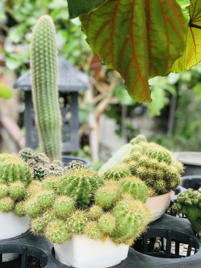 Green cactus stock image. Image of cactuses, backgrounders - 155321551