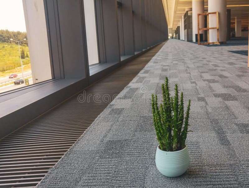 Cactus Flower in the Office Stock Image - Image of copy, decor: 150088927
