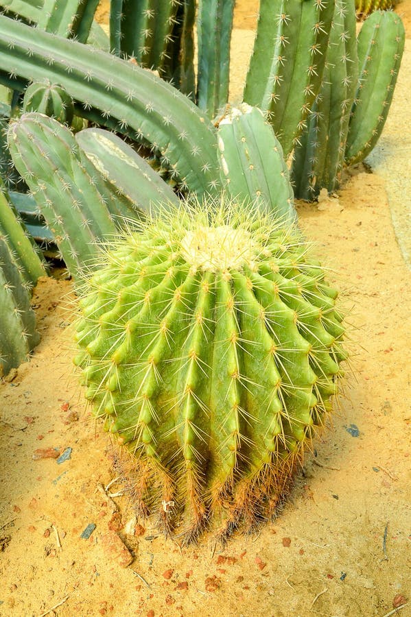 Green cactus stock photo. Image of garden, green, plants - 47839390