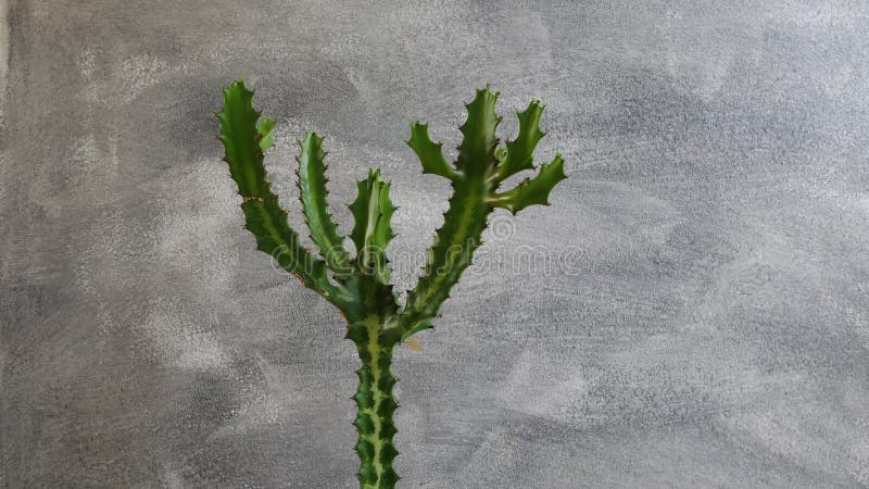 Green Cactus on Gray Background Stock Photo - Image of landscape ...