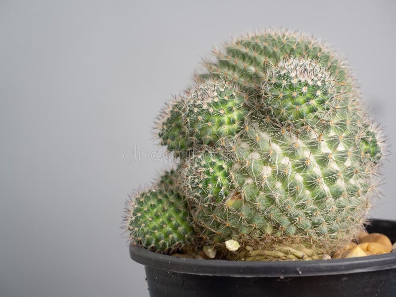 Green Cactus on Grey Wall Background Stock Image - Image of garden ...