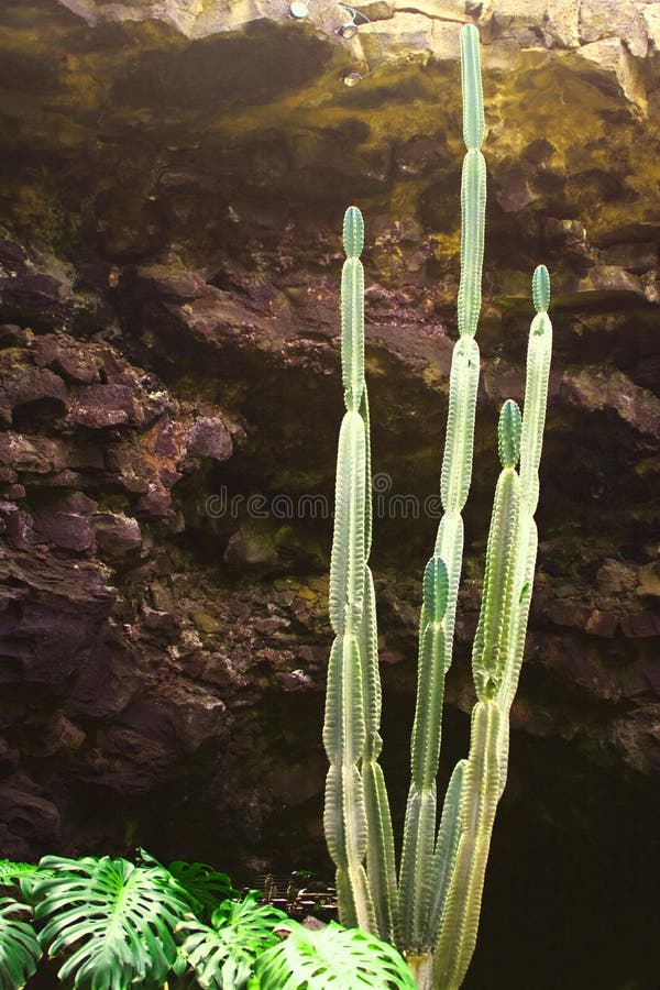 Green cactus inside a cave stock photo. Image of blue - 12590794