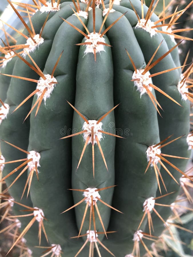 Cactus with Large Needles in a Green Garden Stock Photo - Image of ...