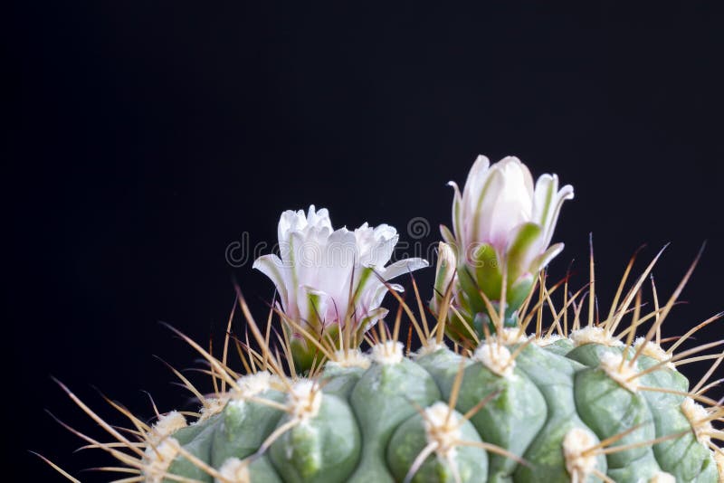 Green Cactus with Large Sharp Needles during Flowering Stock Photo ...