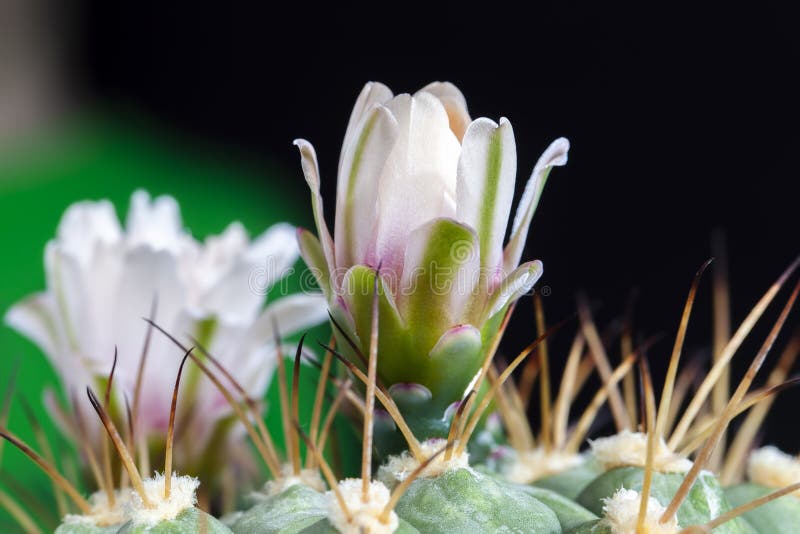 Green Cactus with Large Sharp Needles during Flowering Stock Photo ...