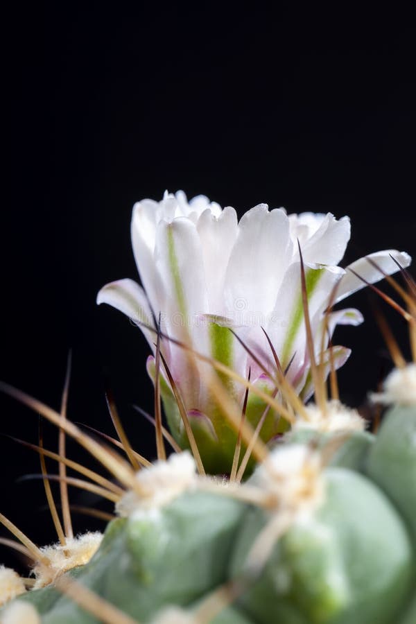 Green Cactus with Large Sharp Needles during Flowering Stock Photo ...