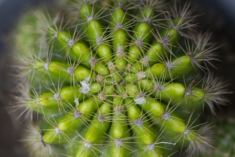 Green Cactus with Long Needle, and Blurred Edges.close-up Old Cactus ...