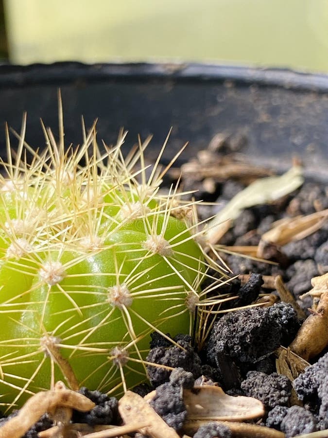 A Green Cactus with Long Spines Stock Image - Image of long, cactus ...