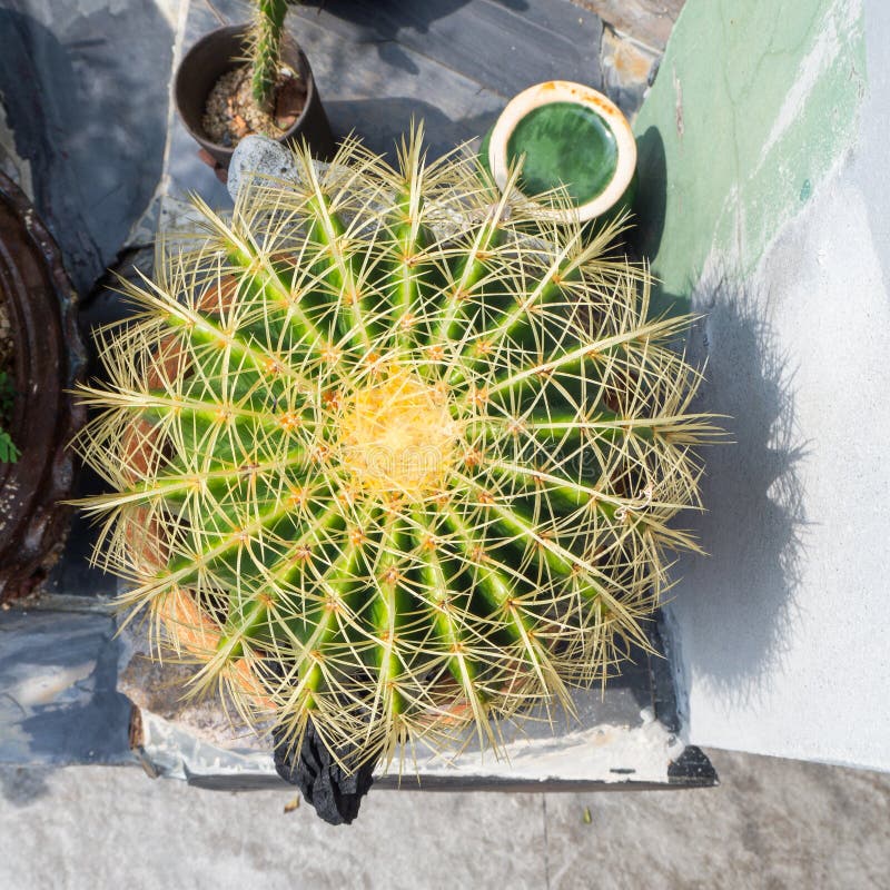 Cactus with long spines stock image. Image of nature, plant - 7201403