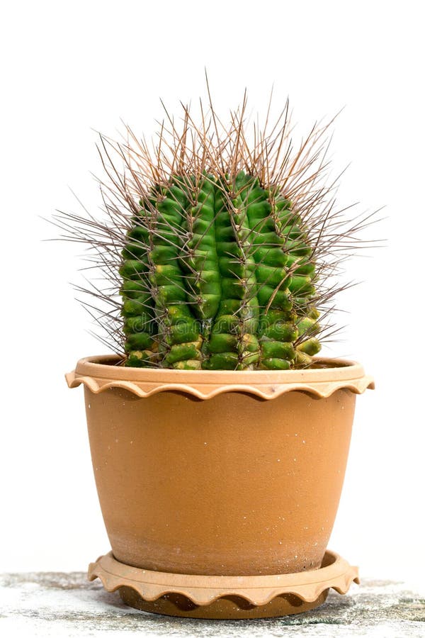 Cactus with Long Thorns in Pots. Stock Image - Image of succulent, grow ...