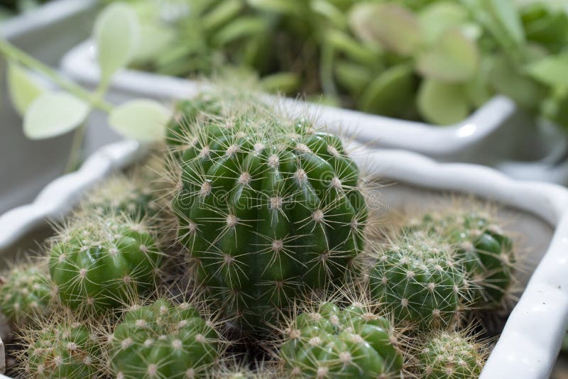 Green Cactus with Natural Spikes in Pot Stock Image - Image of ...