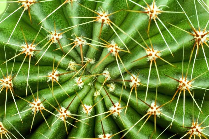 Green Cactus with Needles Close-up Stock Image - Image of garden ...