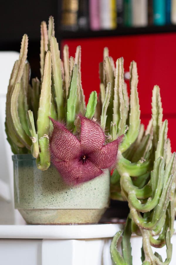 Green Cactus with One Big Purple Flower Inside Stock Photo - Image of ...