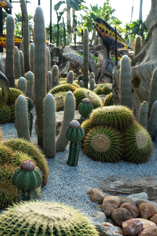 Green Cactus Plant, Natural Texture Background Concept Stock Image ...