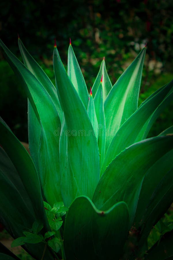 Green cactus stock photo. Image of natural, closeup - 152276686
