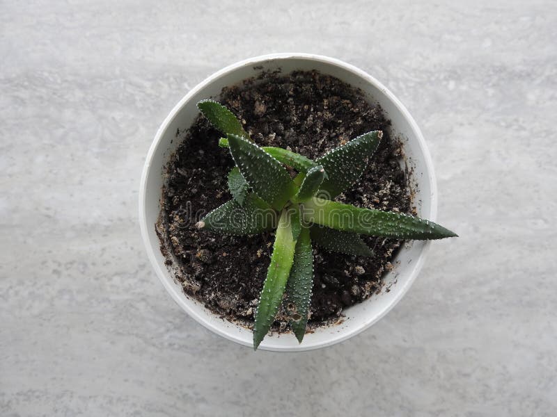 Green Cactus Planted in a Pot, Top View Stock Image - Image of flower ...