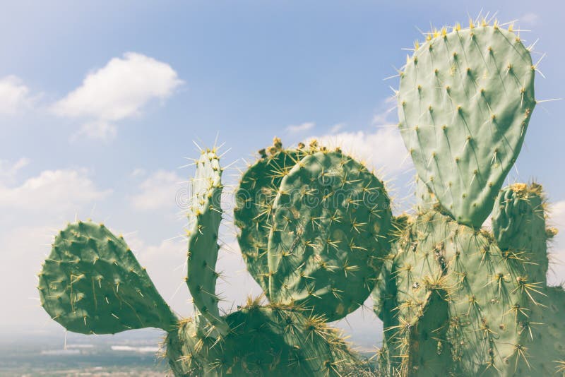 Green Cactus Plants Photograph Stock Photo - Image of cactus, nature ...