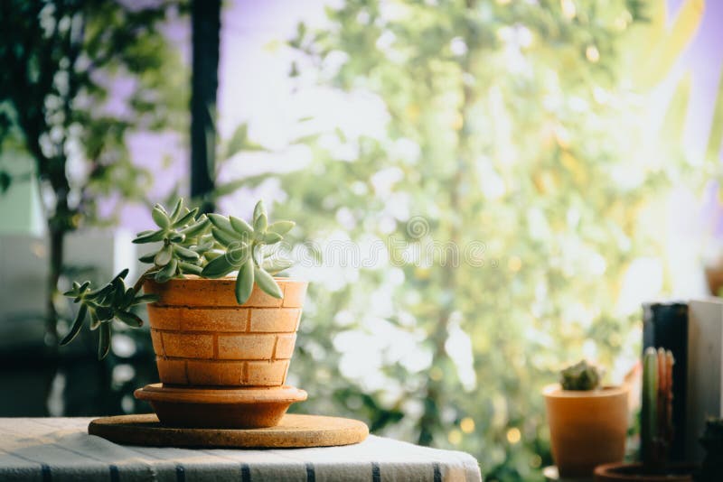 Green cactus in pot stock photo. Image of bright, vivid - 112900342