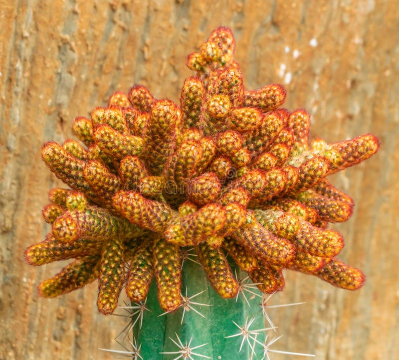 Cactus with Red Thorn Top View on Rock Garden Stock Photo - Image of ...