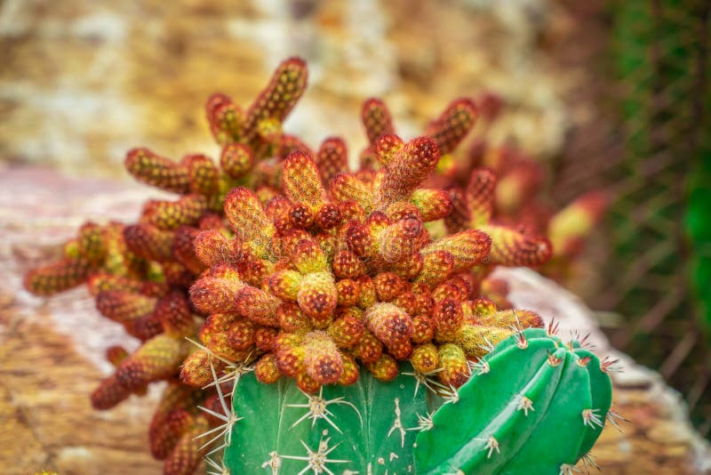 Cactus with Red Thorn Top View on Rock Garden Stock Photo - Image of ...