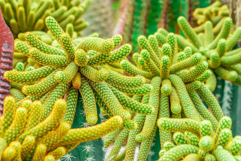 Cactus with Red Thorn Top View on Rock Garden Stock Photo - Image of ...
